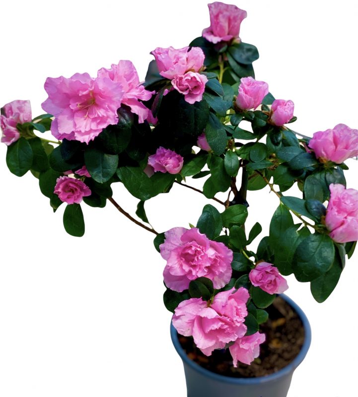 Comandă Azalee în Ghiveci sau Plante de apartament - Alege WhiteFlower